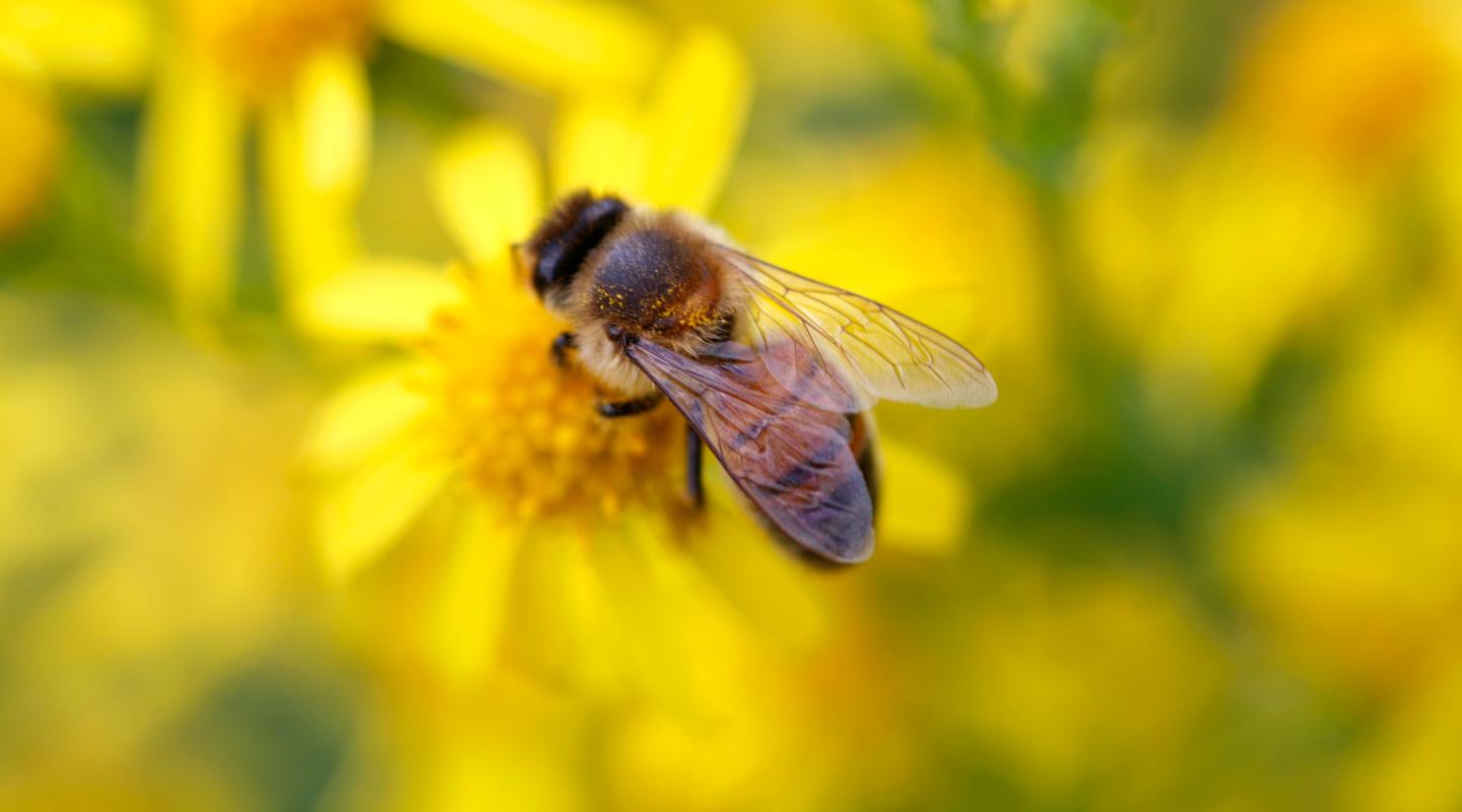 Learn these top 10 facts about bees | WWF Learn these top 10 facts about bees | WWF